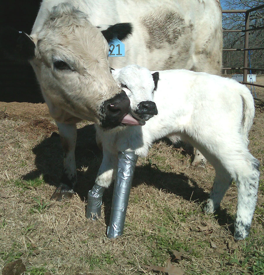 British White Cattle in Southeast Texas - JWest Cattle Company: A ...