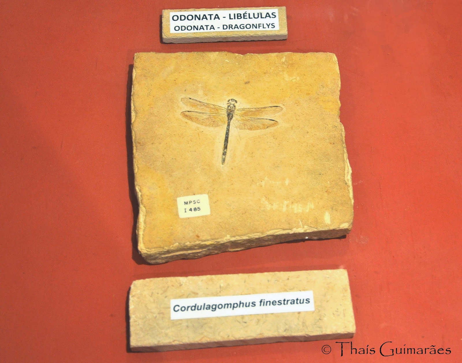 Geoparque Araripe - Ceará - Brasil