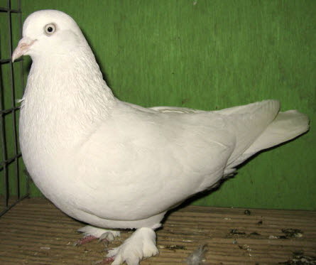 Jucător de Bergen | Rase-de-Porumbei-ro