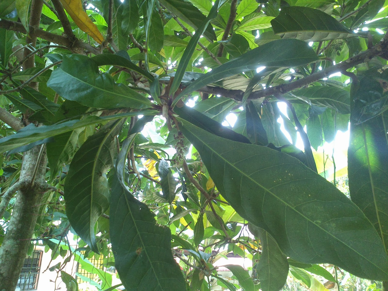 Blog Helora Mohirin: Memori Di Felda Kumai, Bera, Pahang