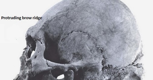 Gallbladder: Ancient Indo European Cro Magnon Skull Described at West ...