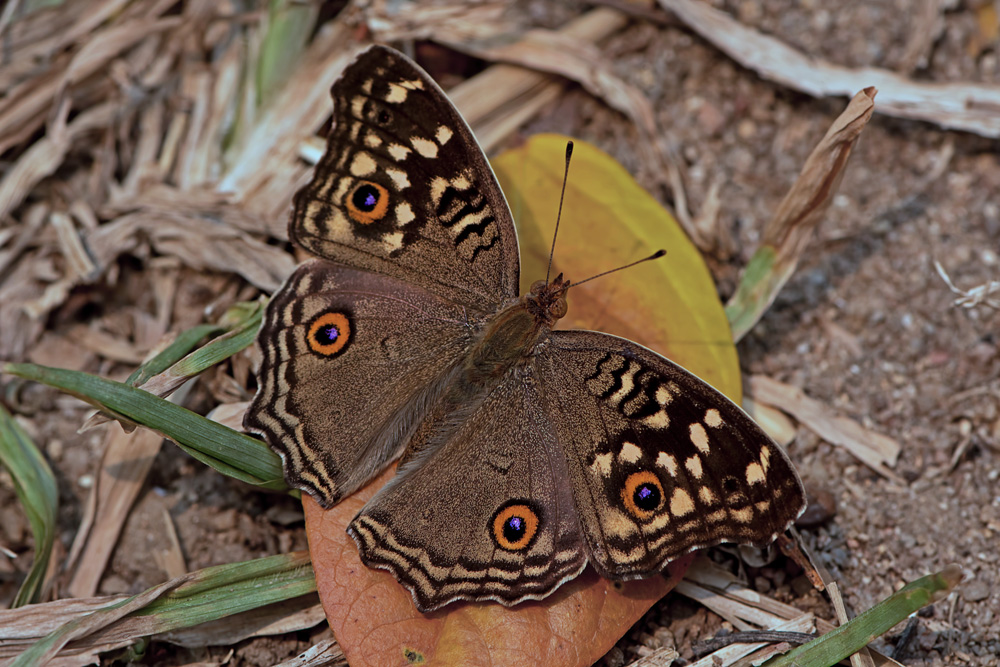 Junonia lemonias DATASHEET | BugsAlive