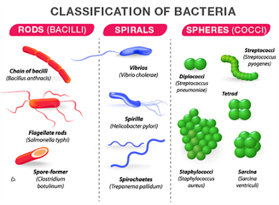 Science Class 5EP: BACTERIA KINGDOM