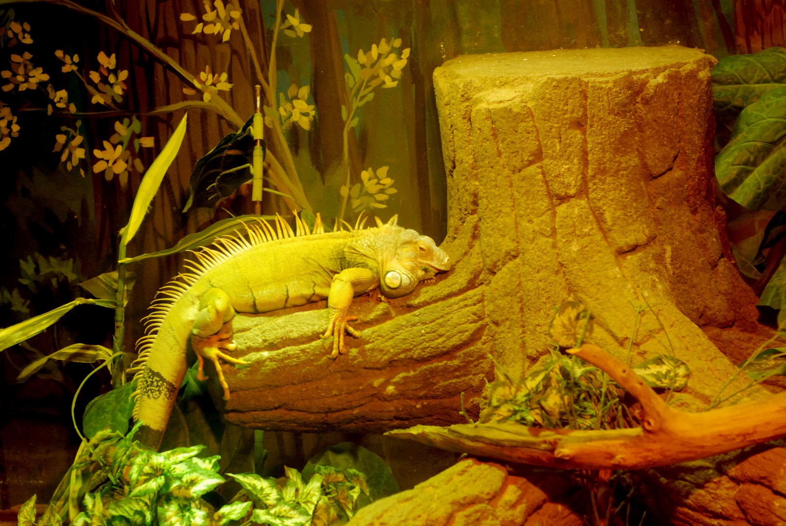 Life's journey in words: Jungle Animals at Al Ain Wildlife Park and Resort
