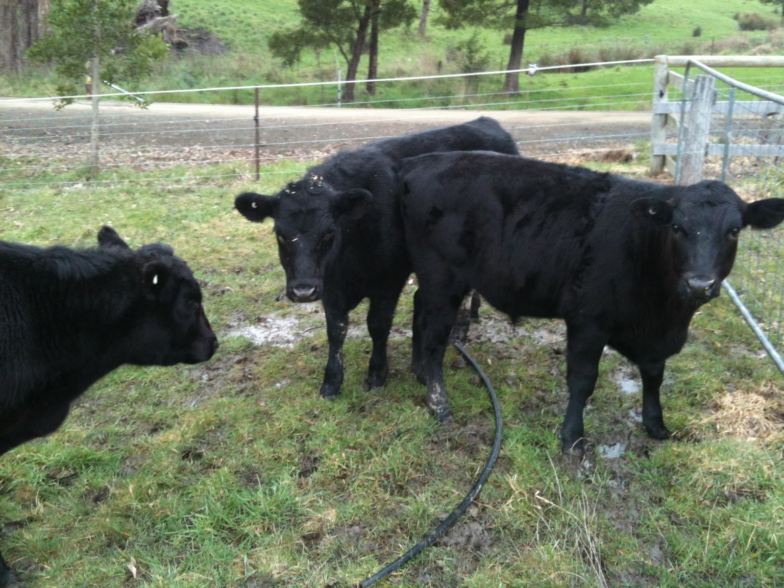 A day in the life: And then our new cow jumped over the fence...