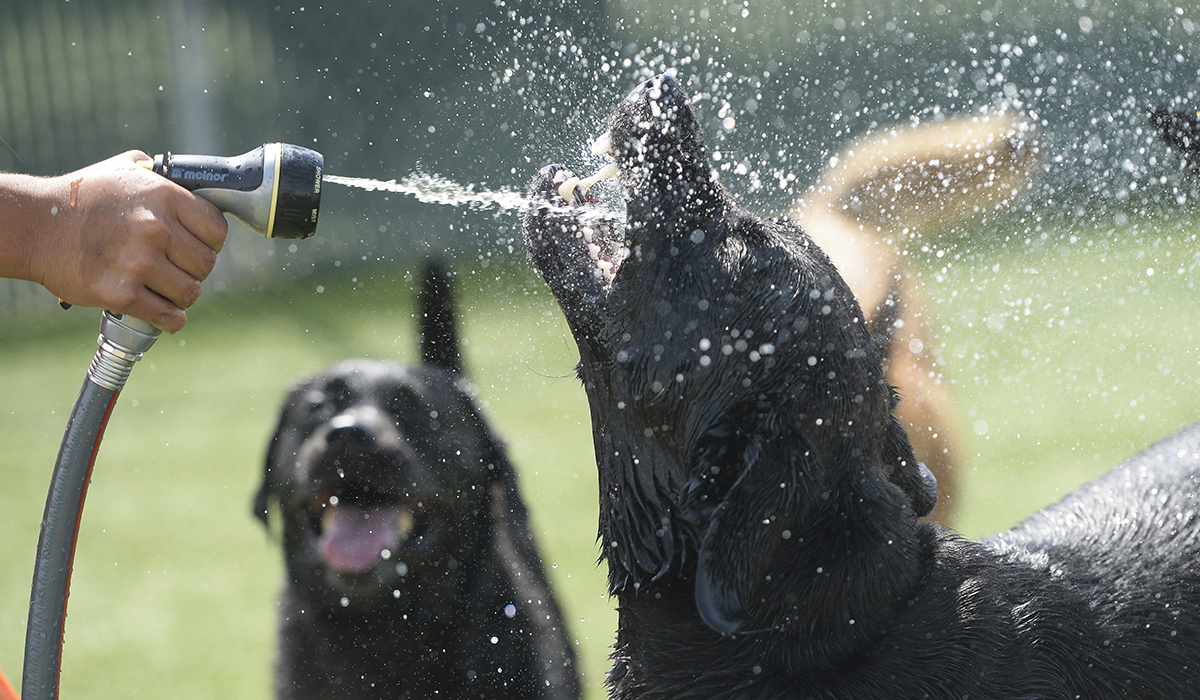 SUMMER SAFETY: PREVENTING HEAT STROKE IN DOGS | Pet Food Club