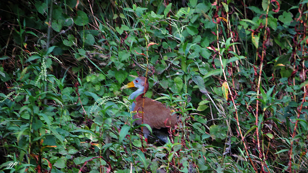 Cultura Guaraní: Ypaka'a