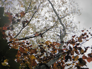 Fall Day October 8th, 2012