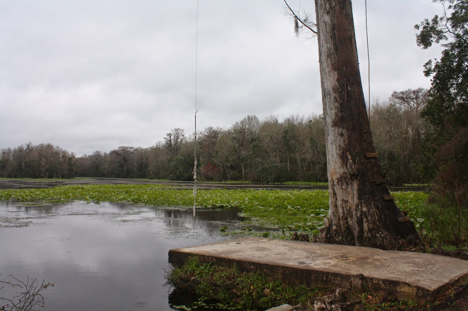 Lace up and Walk : Wednesday Walking - Wacissa River, Wacissa, Florida