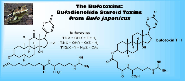 modern steroid science: Sequestration of Defensive Bufadienolide ...