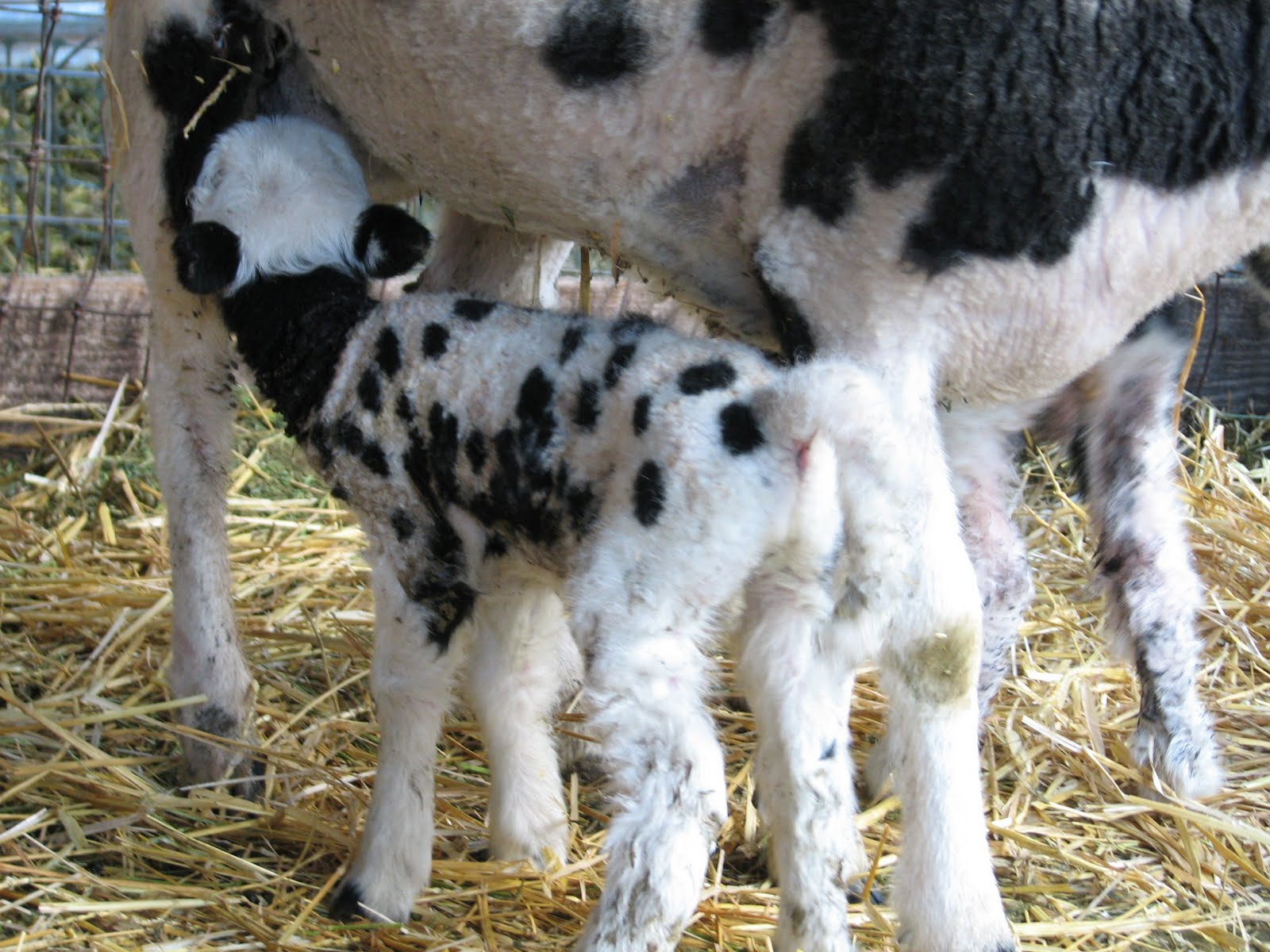 Red Dog, Spotted Sheep: Lambs ! 2011 Jacob Sheep Lambs