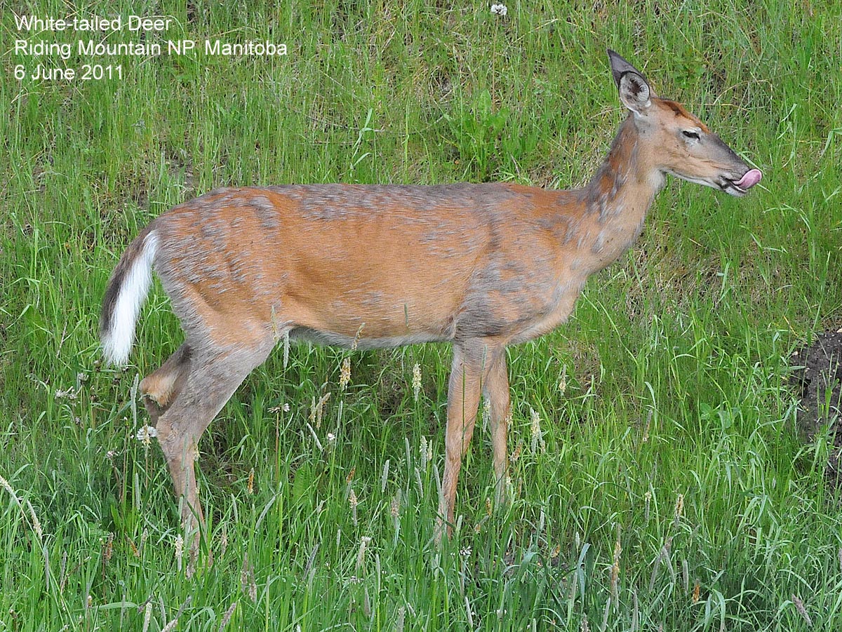 Northwest Nature Notes: PACIFIC NORTHWEST DEER
