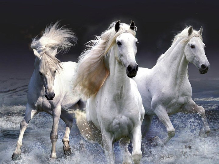 SEMUT IRENG: 3 horses