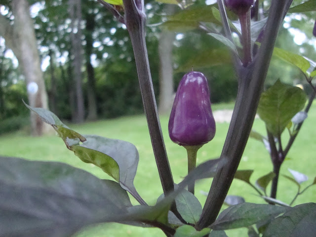 oh lovely: Fresh Garden Salsa
