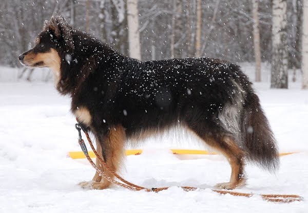 kennel Omituinen: maaliskuuta 2011