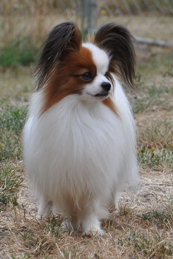 Road's End Papillons : Papillon, Phalene Hair, Coat, (Fur )Development