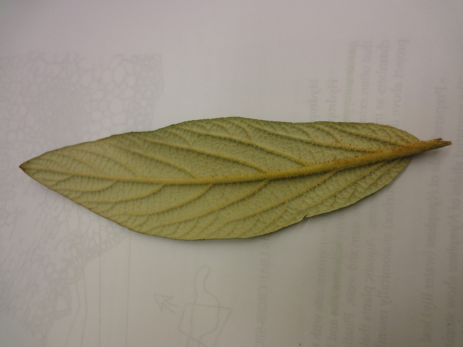 UBC Biology 210 Blog: Lab 5 - Leaves and Modifications