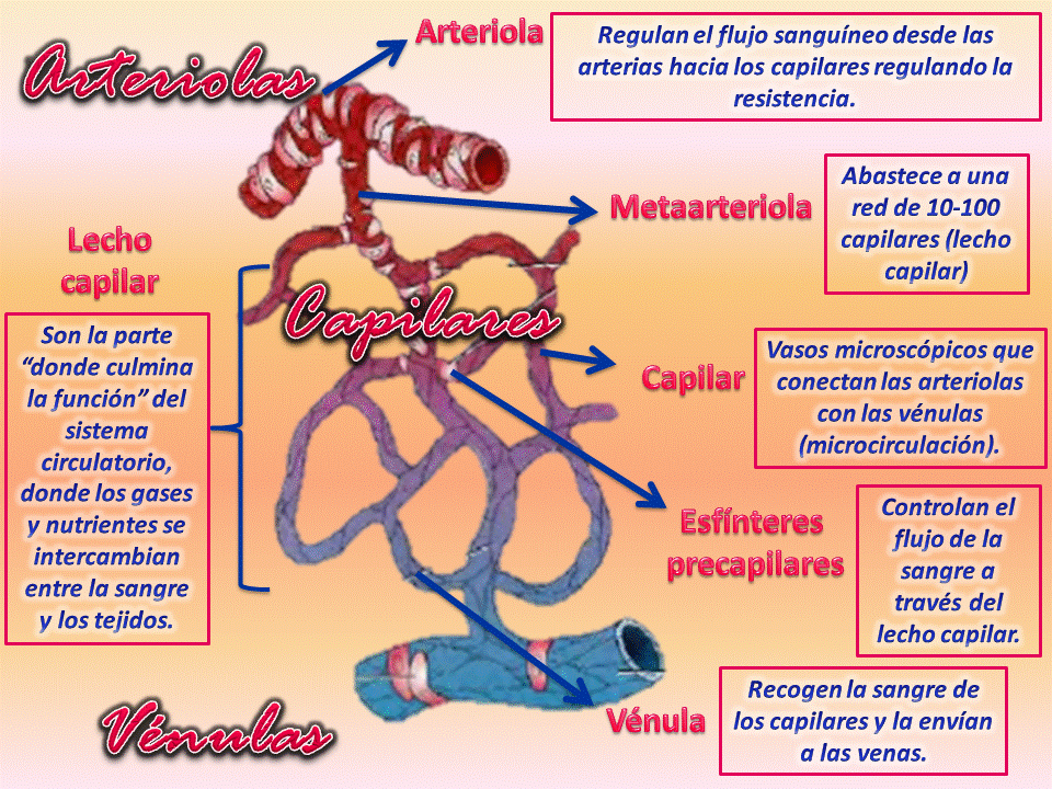 Fisiología humana: "Estructura de los vasos sanguíneos"