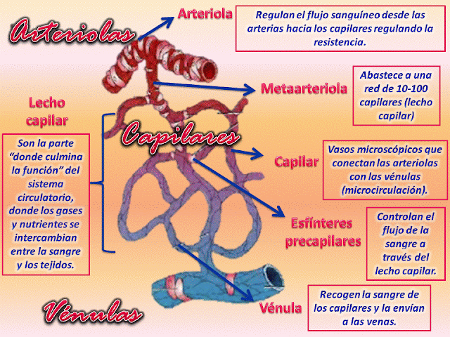 Fisiología humana: "Estructura de los vasos sanguíneos"