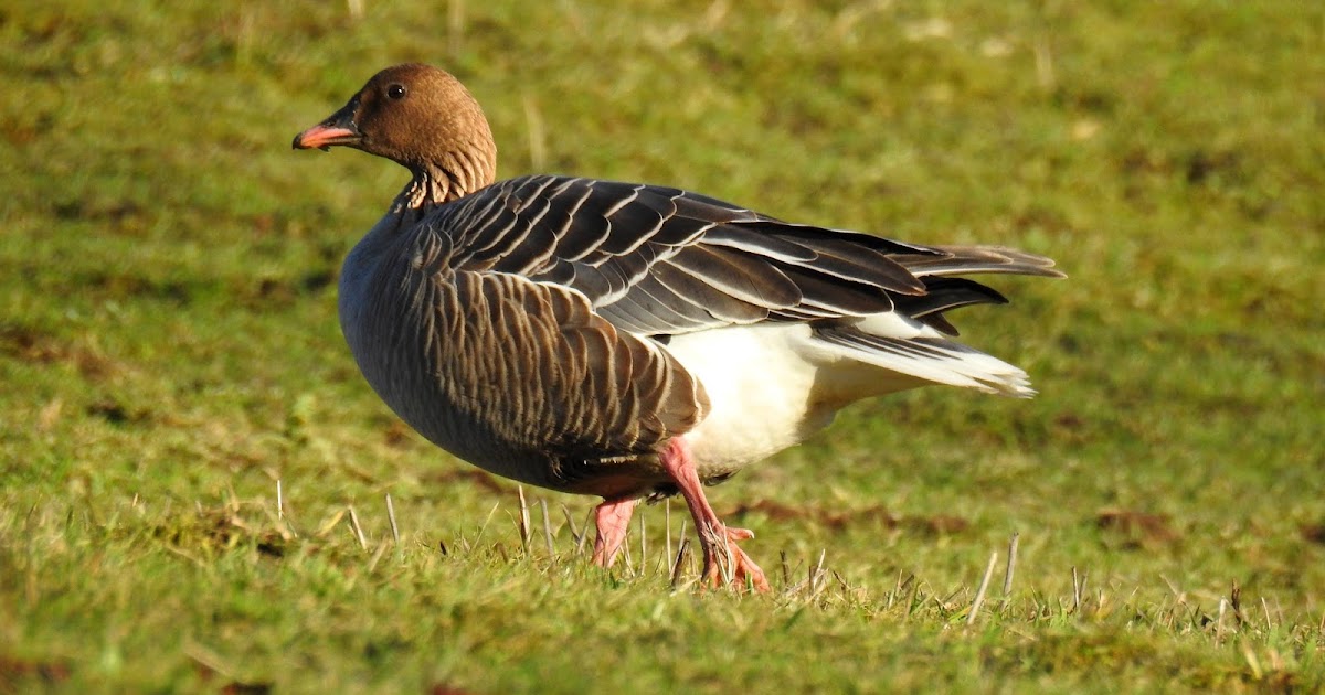 BC Rare Bird Alert: RBA: PINK-FOOTED GEESE in Saanich and Duncan - Jan ...