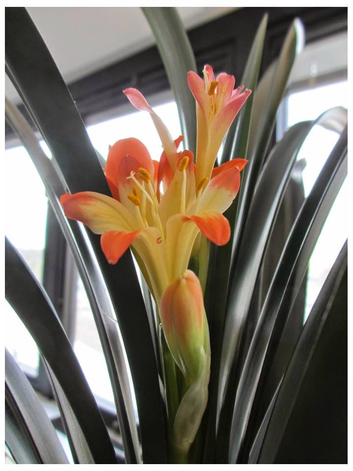 Tuumasta toimeen!: Taas kukkii...