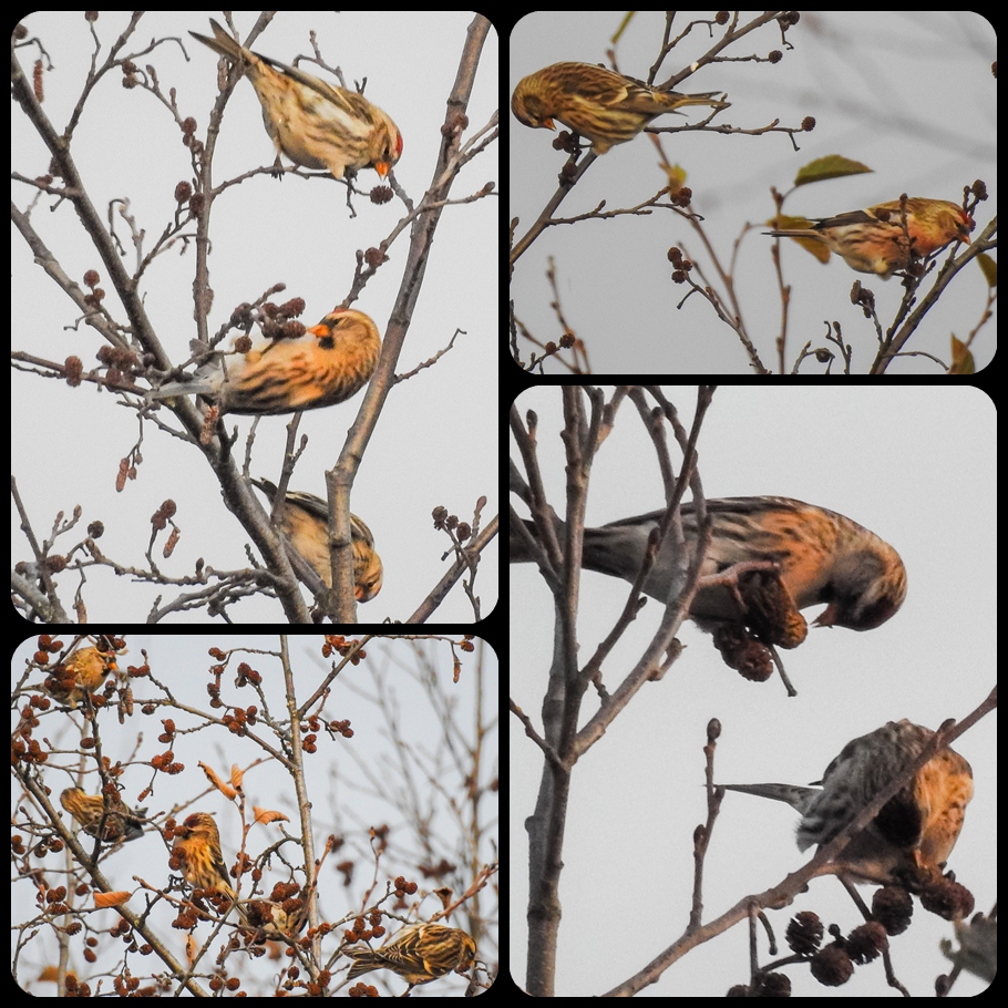 Another Rewarding Birding Day |Blissful Solitary Wanderings