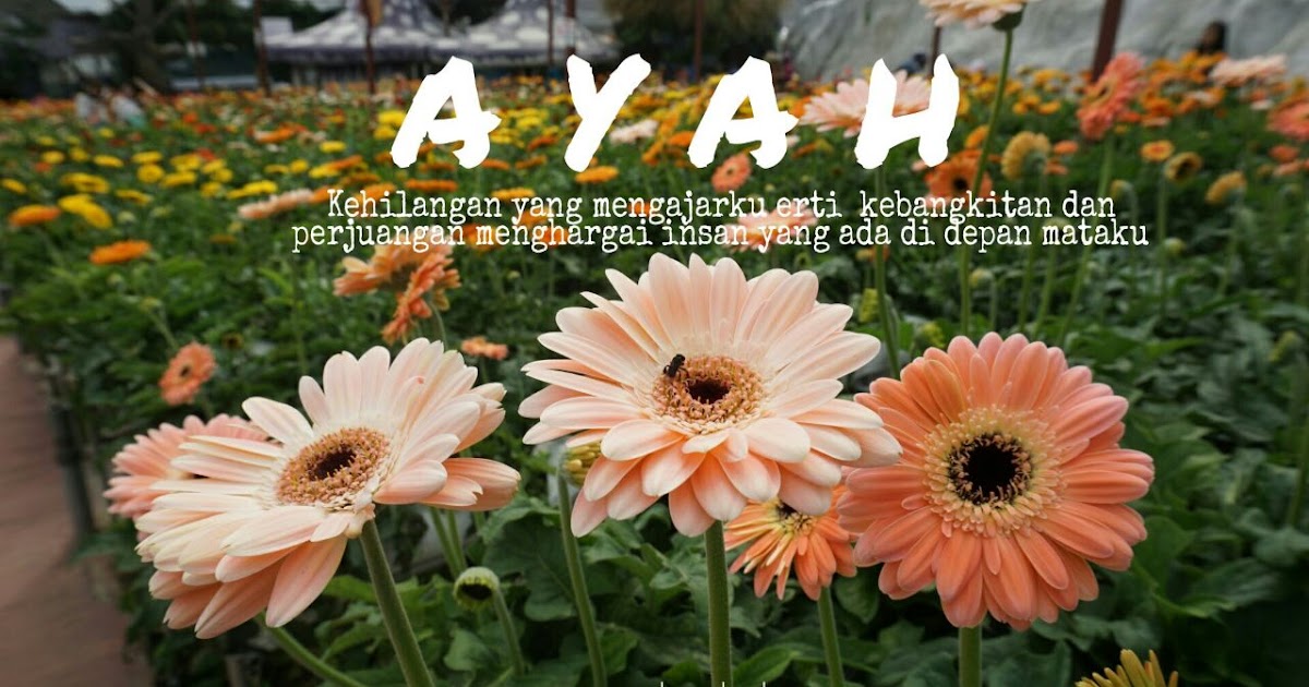AYAH
