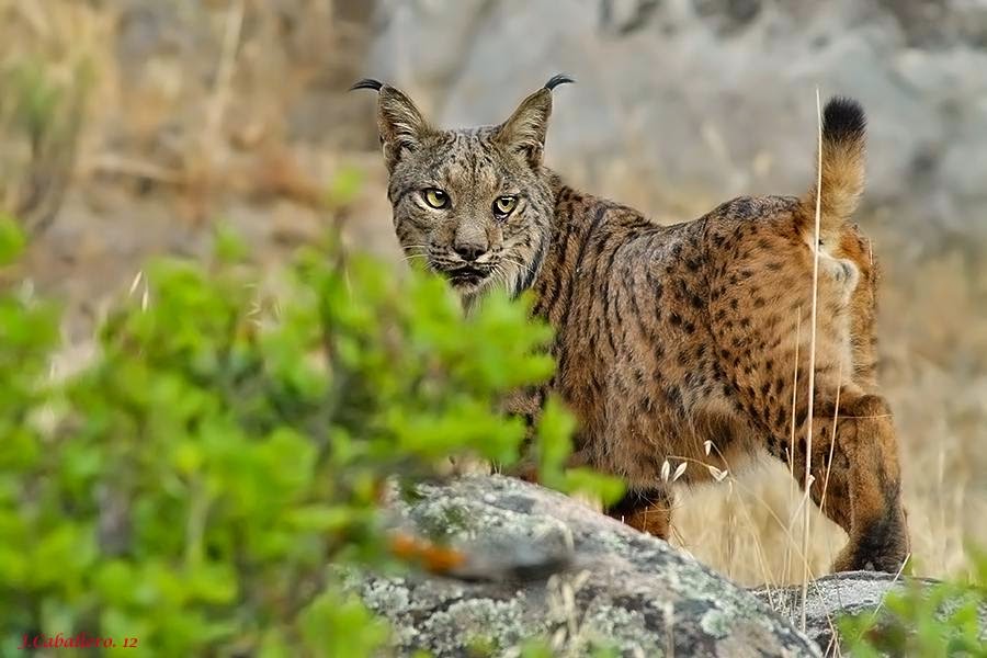 TVL: Lince ( Canadense e Ibérico )