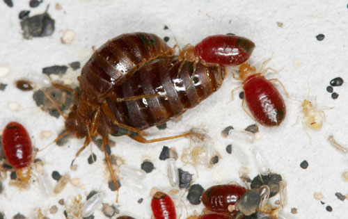 BRIGHT SOLUTIONS: PEPIJAT TINGGAL DALAM BAJU