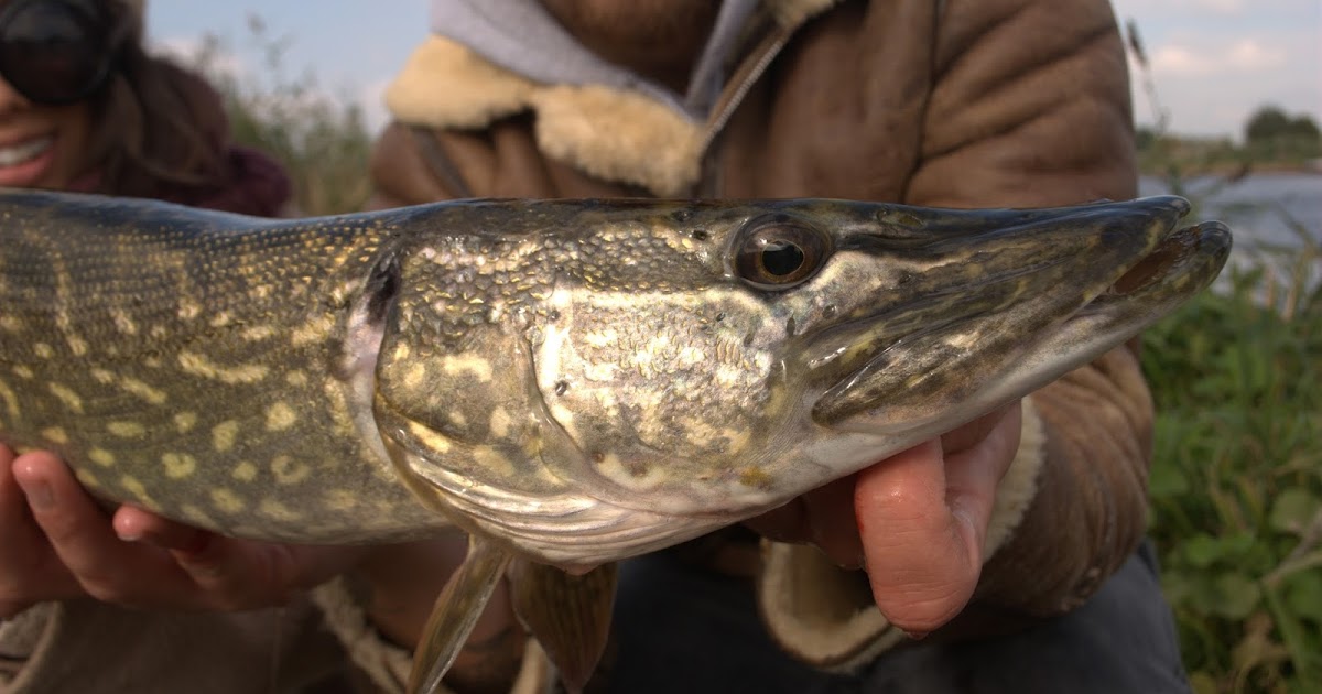 Ben Bassett - Fishing: Long, Streamlined & Full Of Teeth