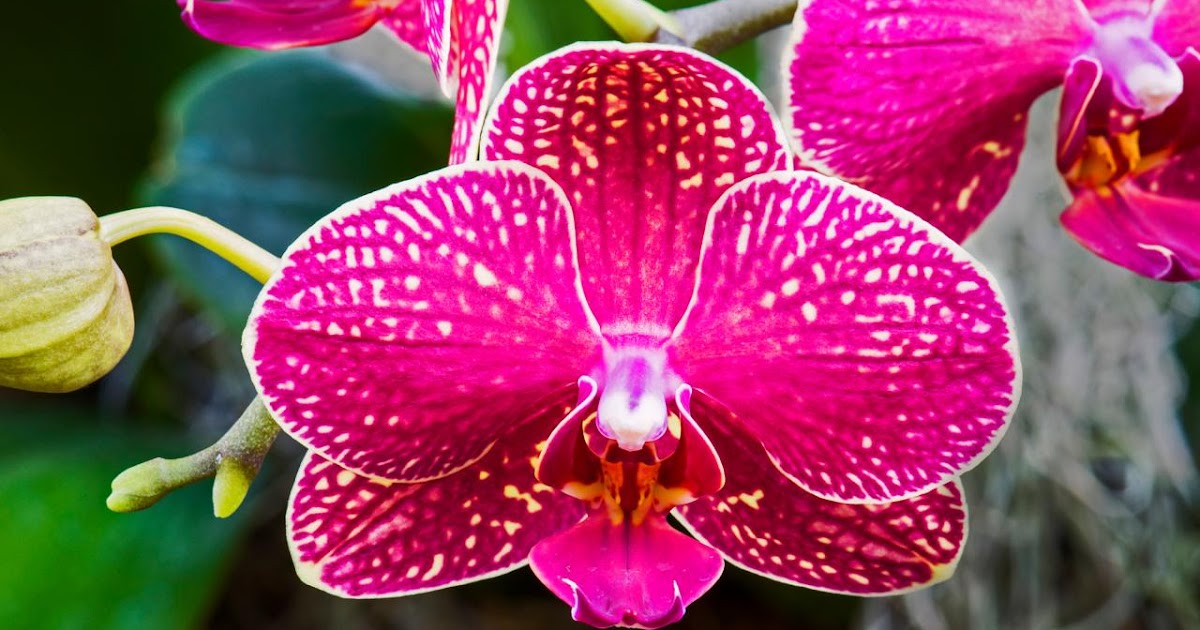 pengetahuan bunga: Makna Pemberian Bunga dari Jenis dan Warnanya