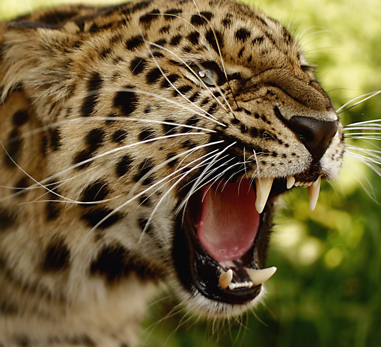 MI BOLIVIA AMADA: ASÍ ES EL TRÁFICO DE COLMILLOS DE JAGUAR EN BOLIVIA