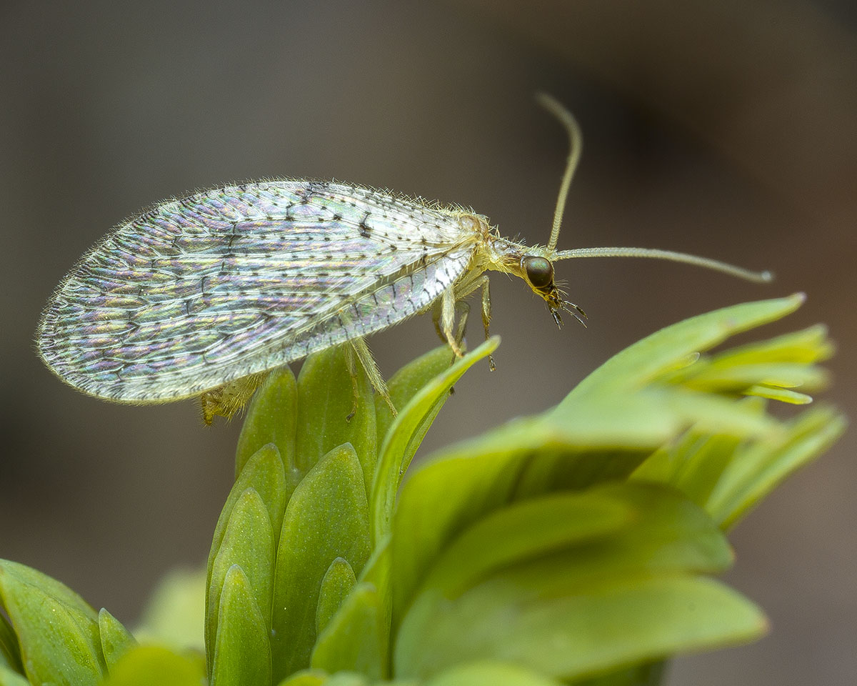 Utgångspunkt 63° 31,x' N - 22° 31,x' O: Hemerobius sp.