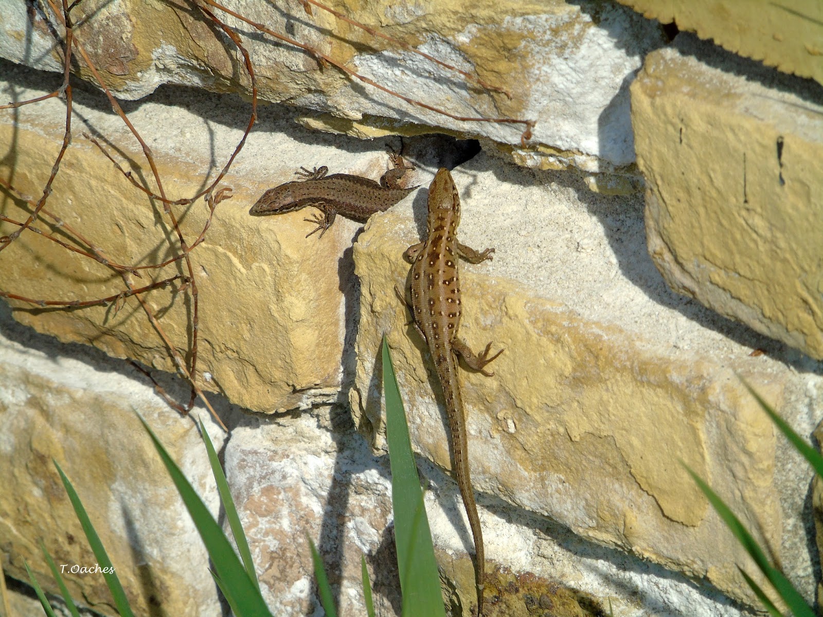 PASARI DIN ROMANIA: REPTILE ( 2 ), Soparle