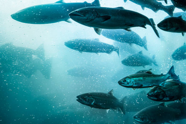 [PDF] ANATOMIA E FISIOLOGIA DE PEIXES