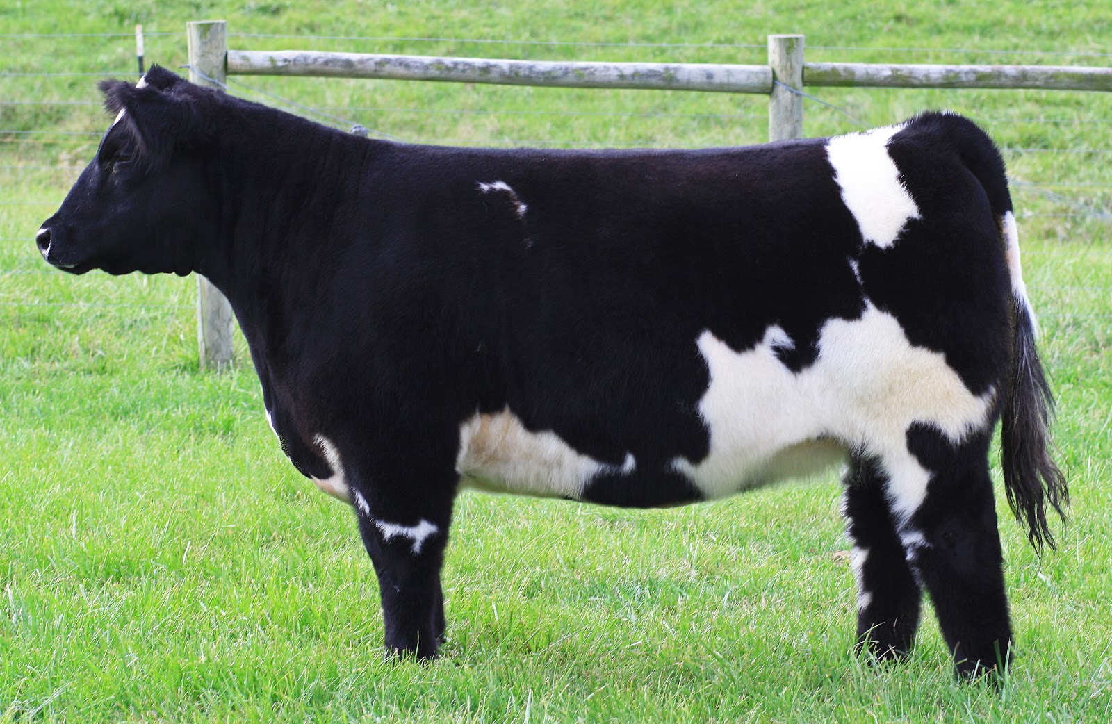 Executive Sires, Inc.: Massive Bred Heifers Sale November 23rd in Iowa!