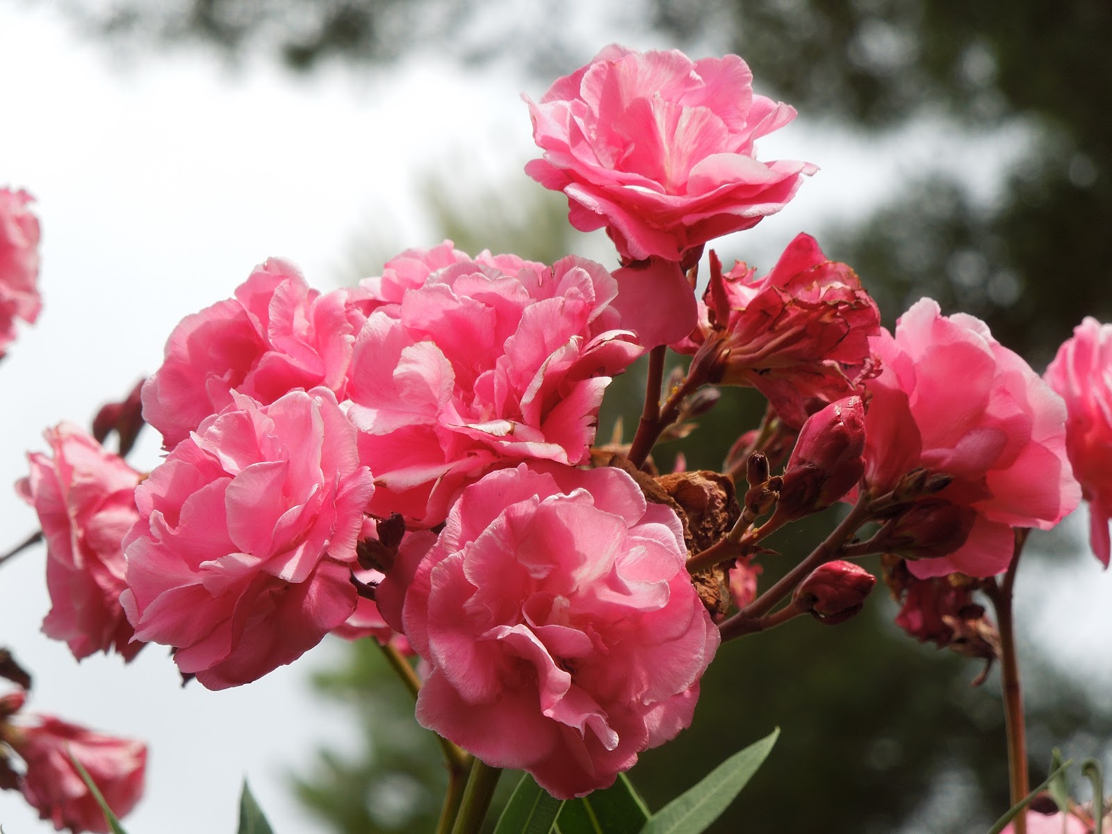 ADELFA, el arbusto tóxico - BOTÀNIC SERRAT