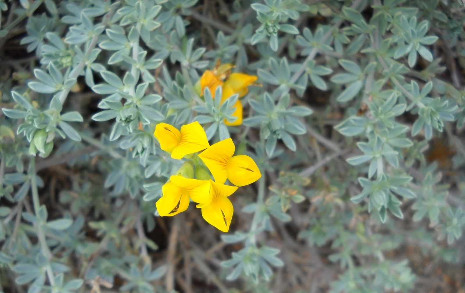 HORTA À PORTA: MEDICAGO MARINA (LUZERNA-DA-PRAIA)