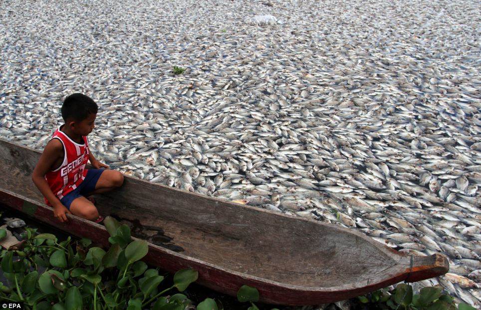 The Big Wobble : 100 tons of dead fish in Indonesia, thousands more in ...