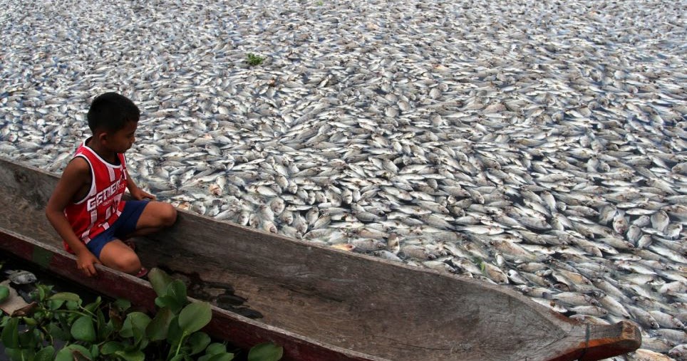 The Big Wobble : 100 tons of dead fish in Indonesia, thousands more in ...