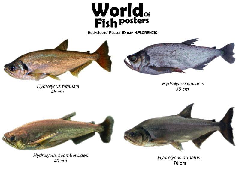 Betta Prints: World Of Fish Posters