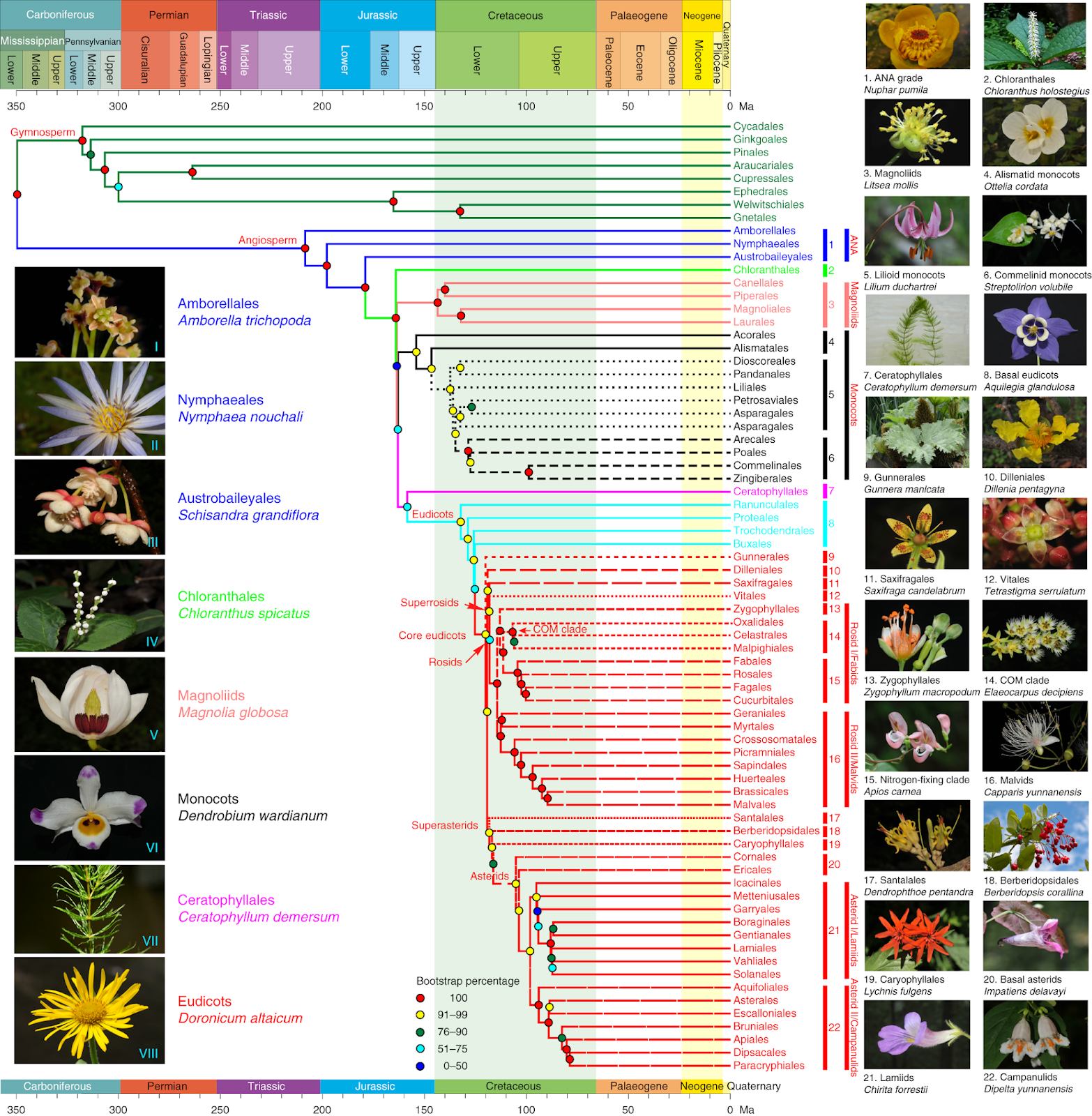 Fossils, Clocks and the Origin of Angiosperms.