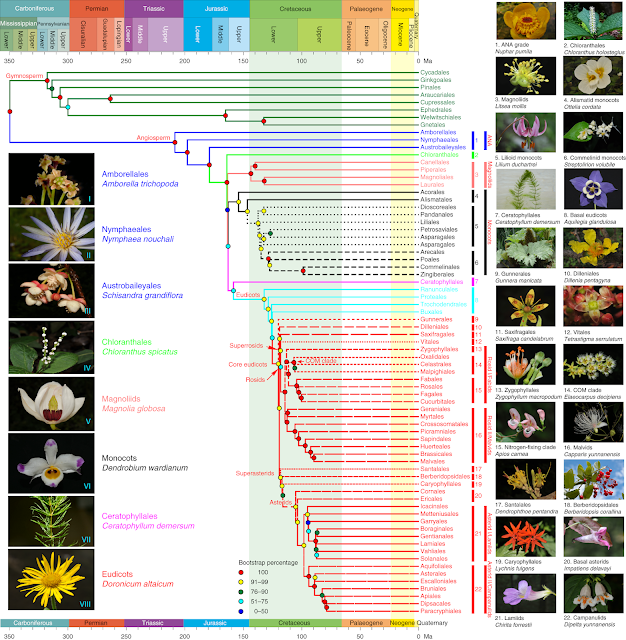 Fossils, Clocks and the Origin of Angiosperms.