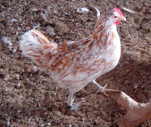 Aloha Chickens: Fall Breeder Pen #2