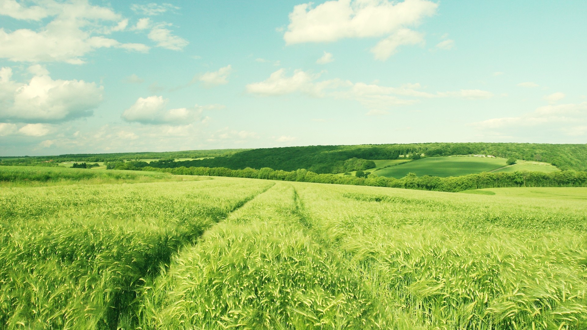 Green Wheat - High Definition Wallpapers - HD wallpapers