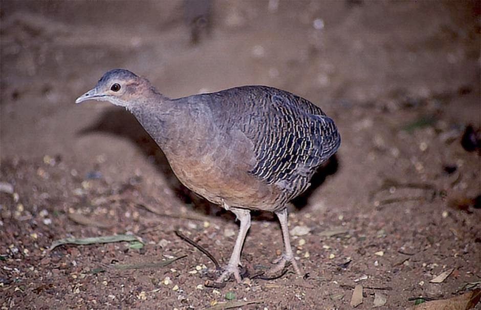 Tierra de cigueñas: Tinamú canelo (Crypturellus cinnamomeus)