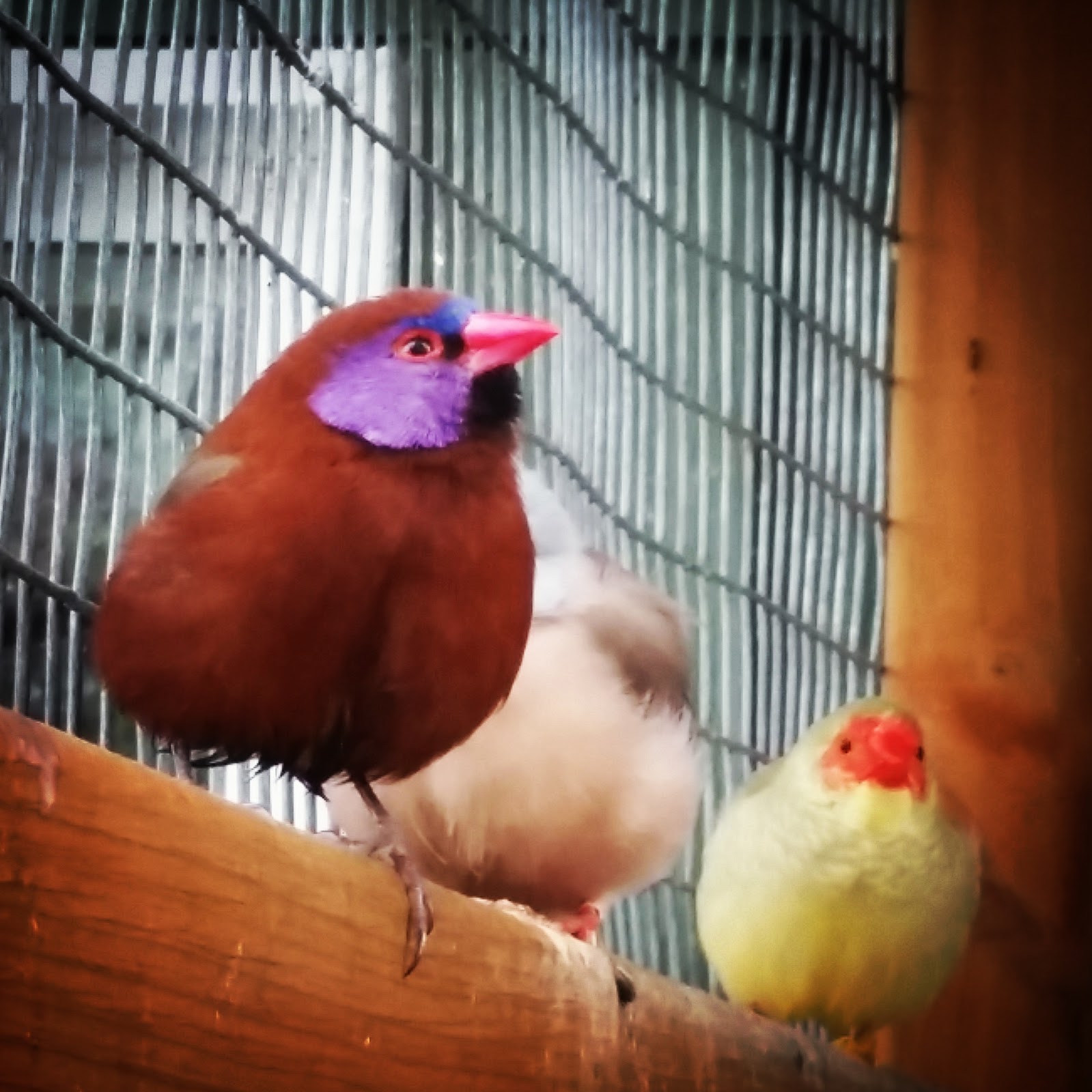 Happy Bird Place Finch and Grasskeet Blog: January 2017