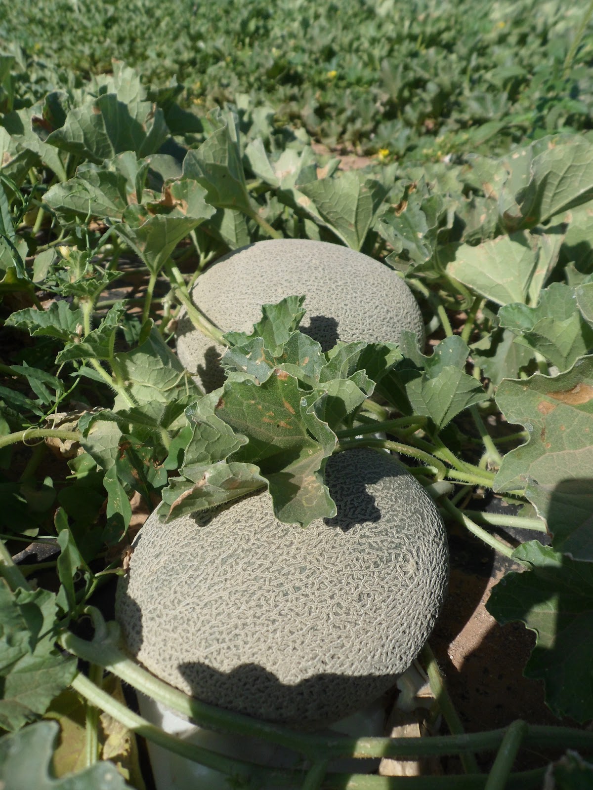 Vandervoet and Associates: Spring 2013 Melon Crop