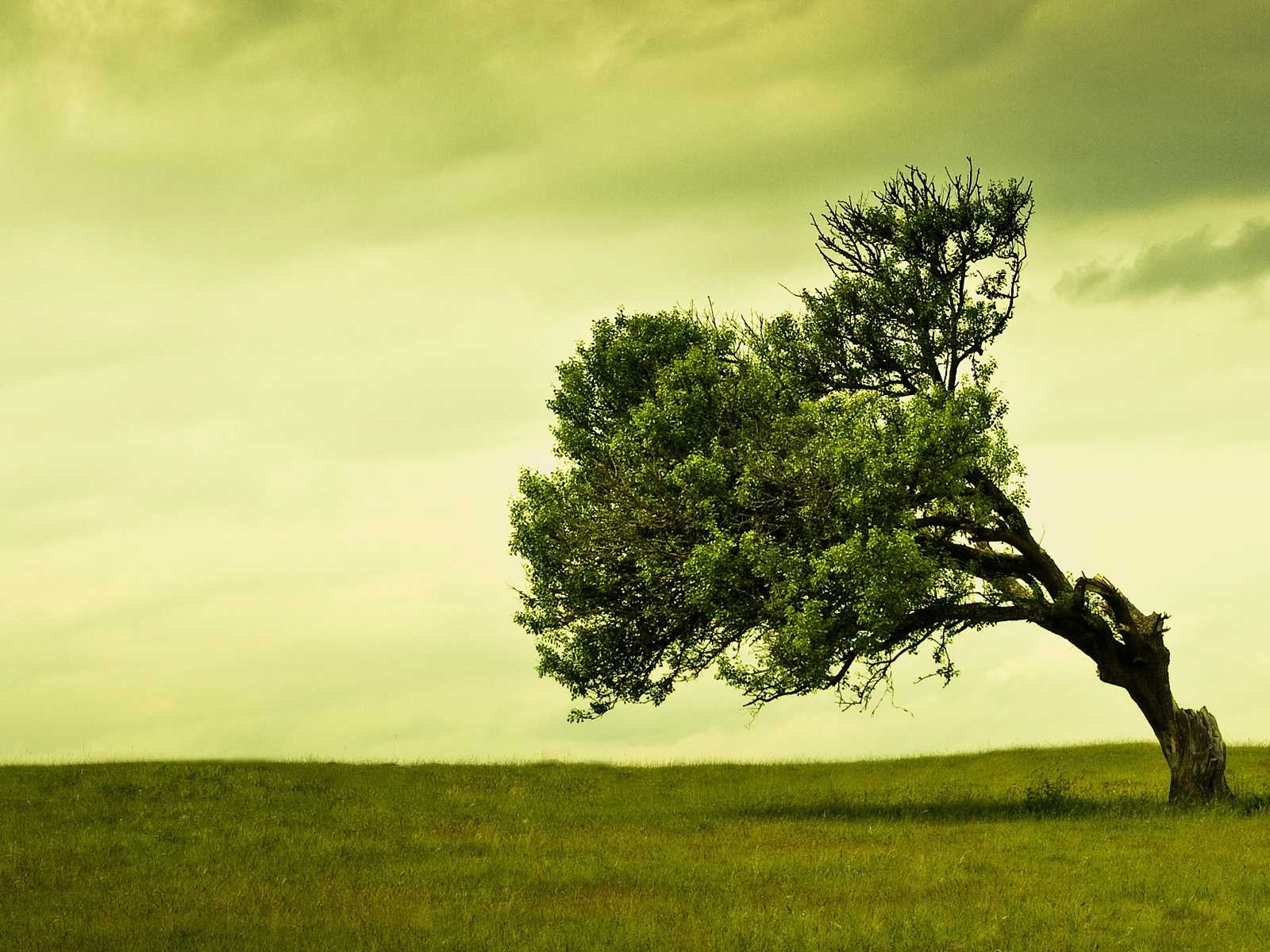 Enjoy Life: Alberi, guaritori da salvare