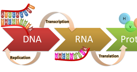 You, but at the Cellular Level: The Central Dogma and Gene Expression
